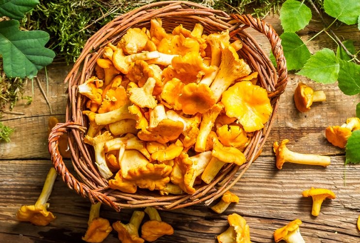 KURS | Norges sopp- og nyttevekstforbund