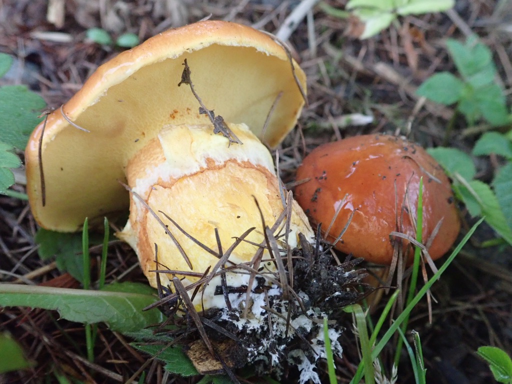 Lerkesopp | Norges sopp- og nyttevekstforbund