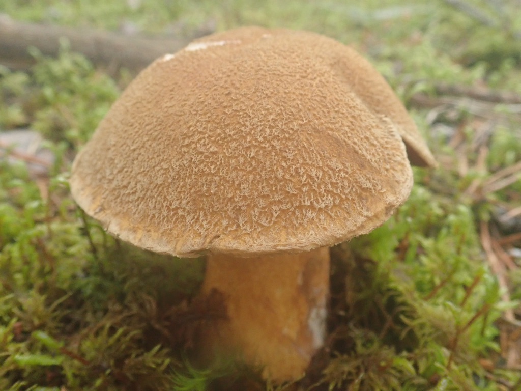 Sandsopp | Norges sopp- og nyttevekstforbund