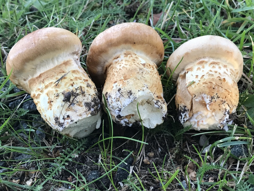 Kransslørsopp | Norges sopp- og nyttevekstforbund