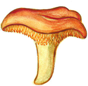 Normlisten | Norges sopp- og nyttevekstforbund