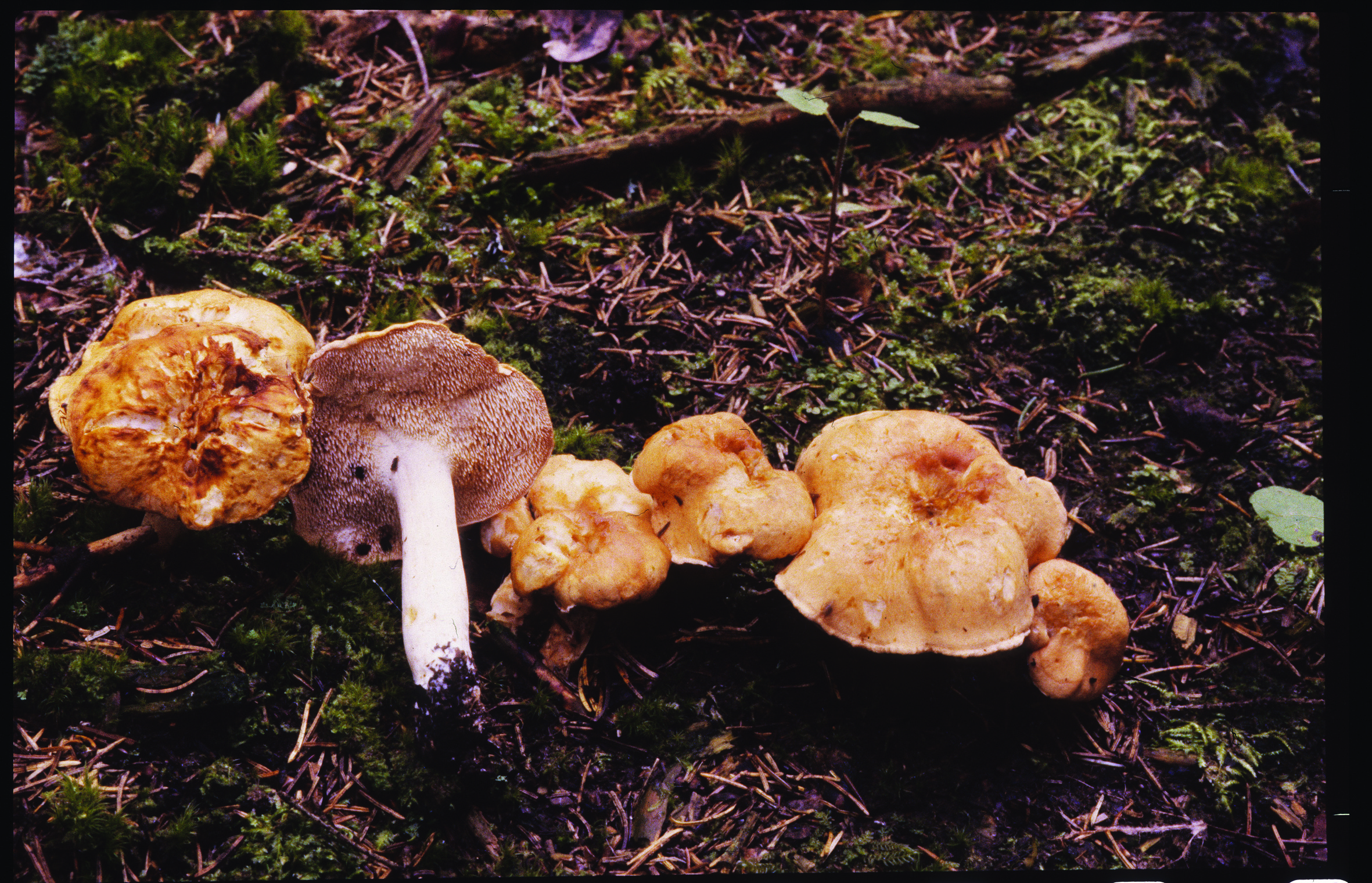 Rødgul piggsopp | Norges sopp- og nyttevekstforbund