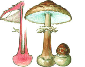 Normlisten | Norges sopp- og nyttevekstforbund