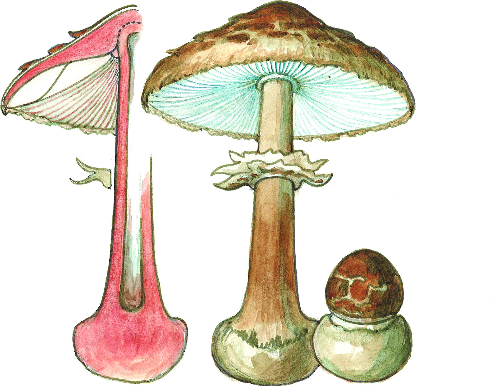 Rødnende parasollsopp | Norges sopp- og nyttevekstforbund