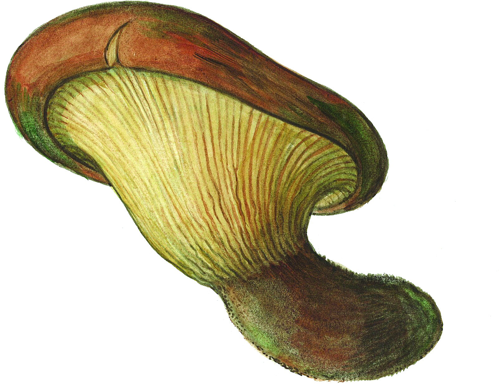 Fløyelspluggsopp | Norges sopp- og nyttevekstforbund