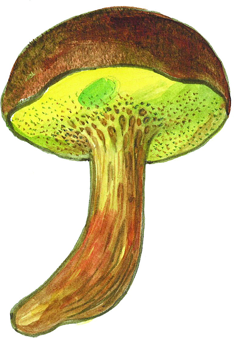 Fløyelsrørsopp | Norges sopp- og nyttevekstforbund