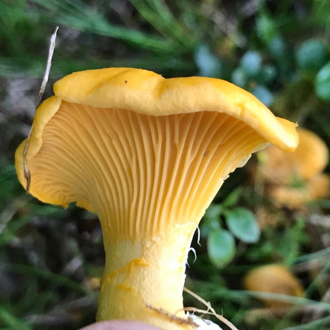 Vinsauterte kantareller | Norges sopp- og nyttevekstforbund