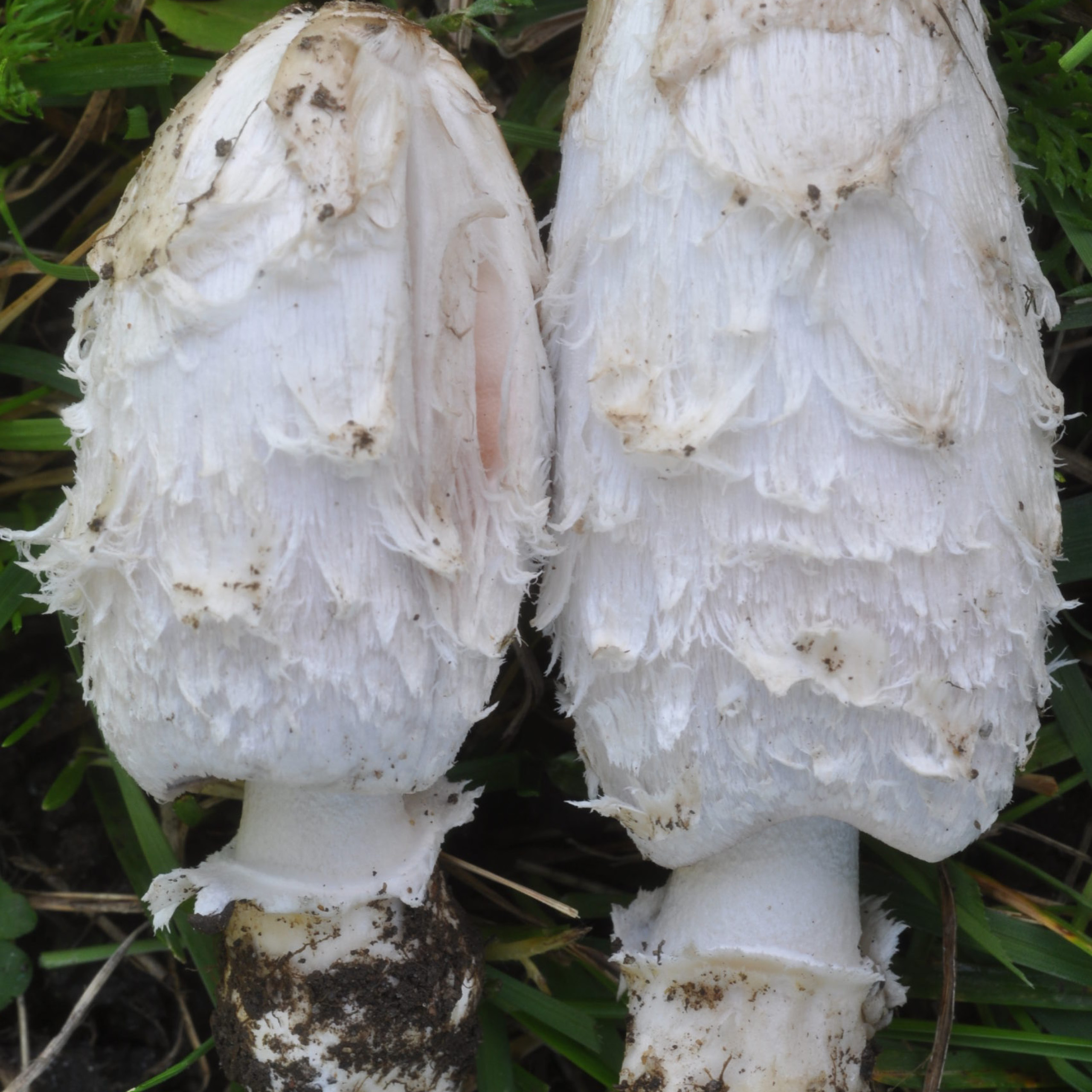 Matblekksoppsuppe | Norges sopp- og nyttevekstforbund