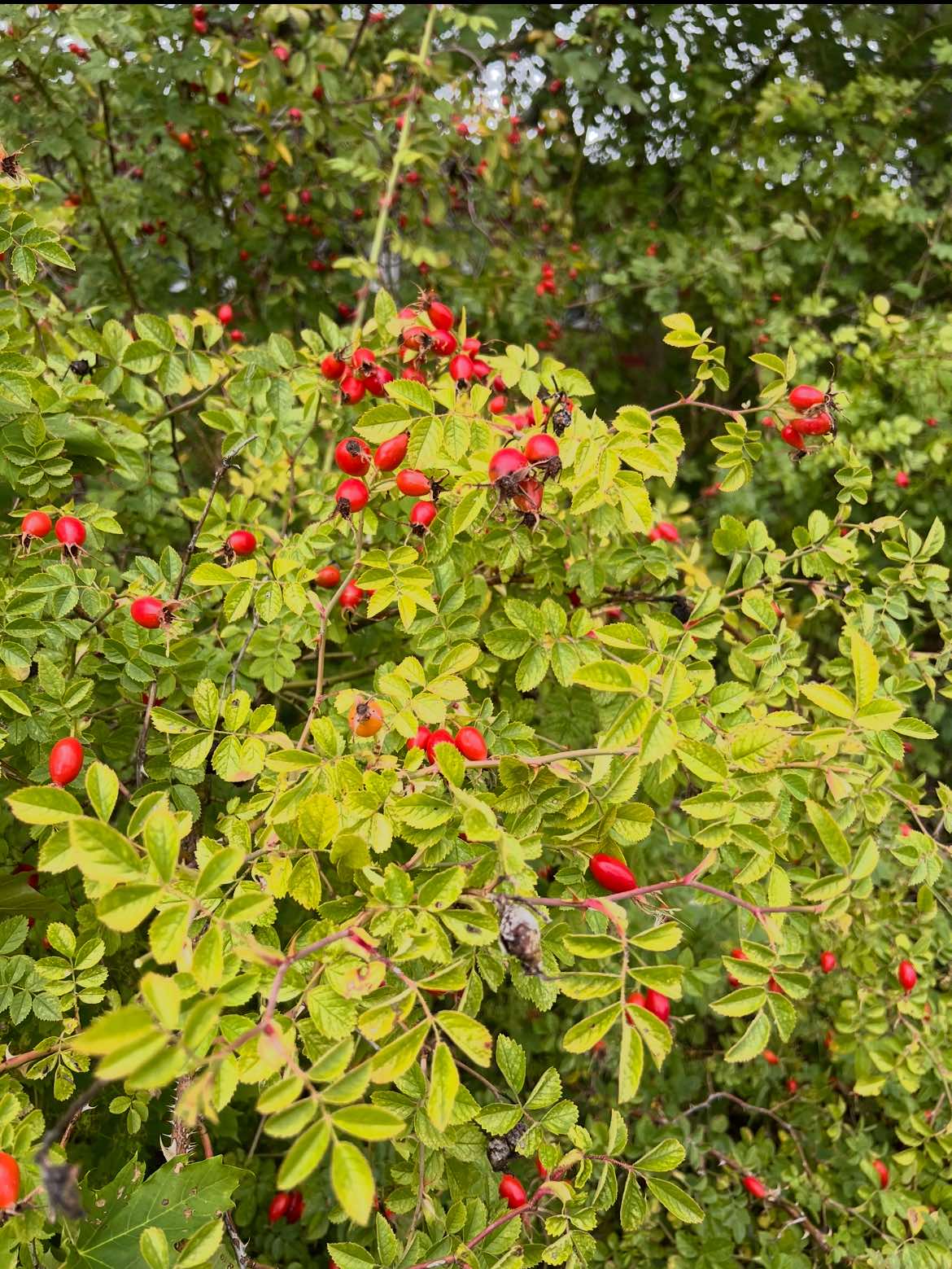 Nypete | Norges sopp- og nyttevekstforbund